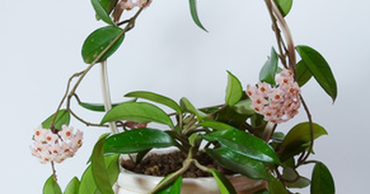 Cómo cuidar una planta de Hoya Bella | eHow en Español Cómo cuidar una planta de Hoya Bella | eHow en Español