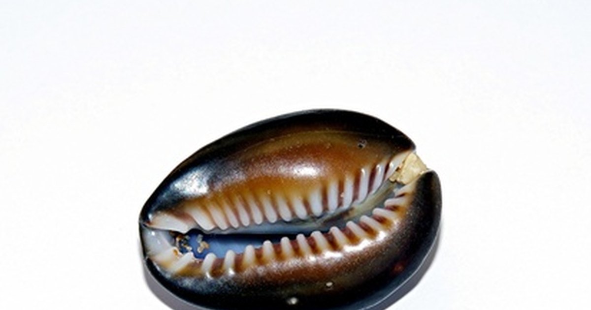 how-to-put-string-on-cowrie-shell-beads-ehow-uk