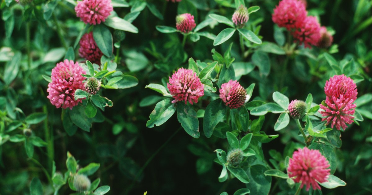 How Much Red Clover Seed Per Acre EHow UK