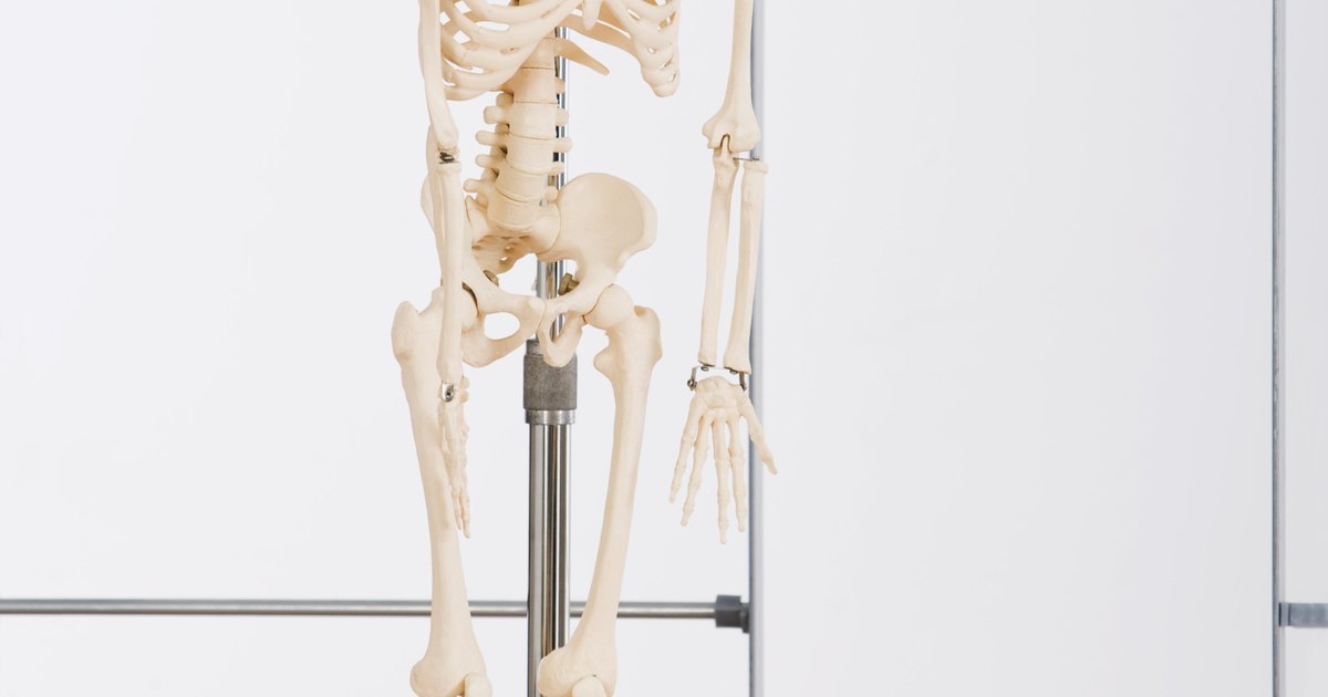 Easy Ways To Learn The Bones Of The Body EHow UK Easy Ways To Learn The Bones Of The Body EHow UK